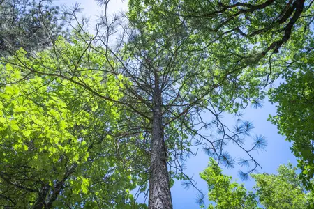 Explore Available Trees Better Place Forests